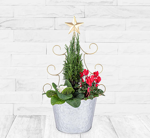Outdoor Christmas Planter | 123 Flowers