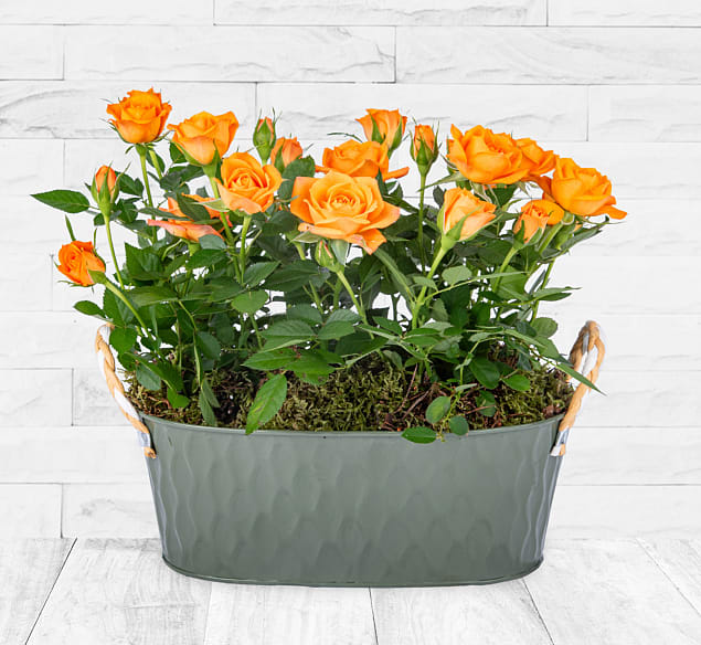 Autumn Rose Planter | 123 Flowers