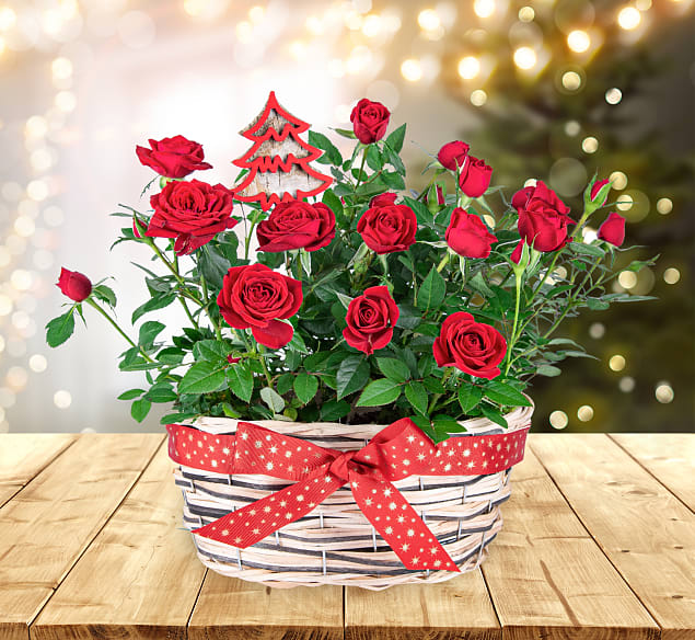 Festive Rose | 123 Flowers