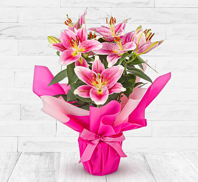 Lavish Lily | 123 Flowers
