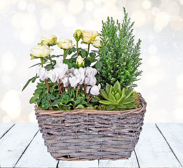 Winter Wonderland Basket | 123 Flowers